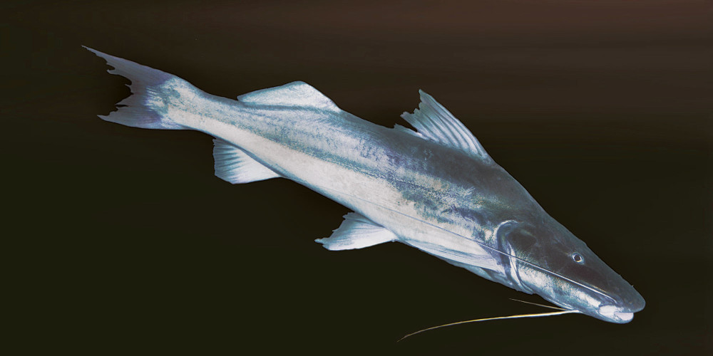 Piramutaba | Amazon Waters