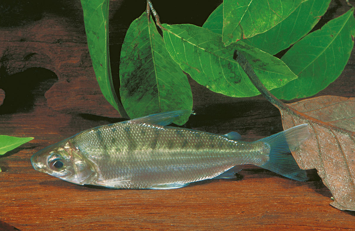 Branquinhas | Amazon Waters