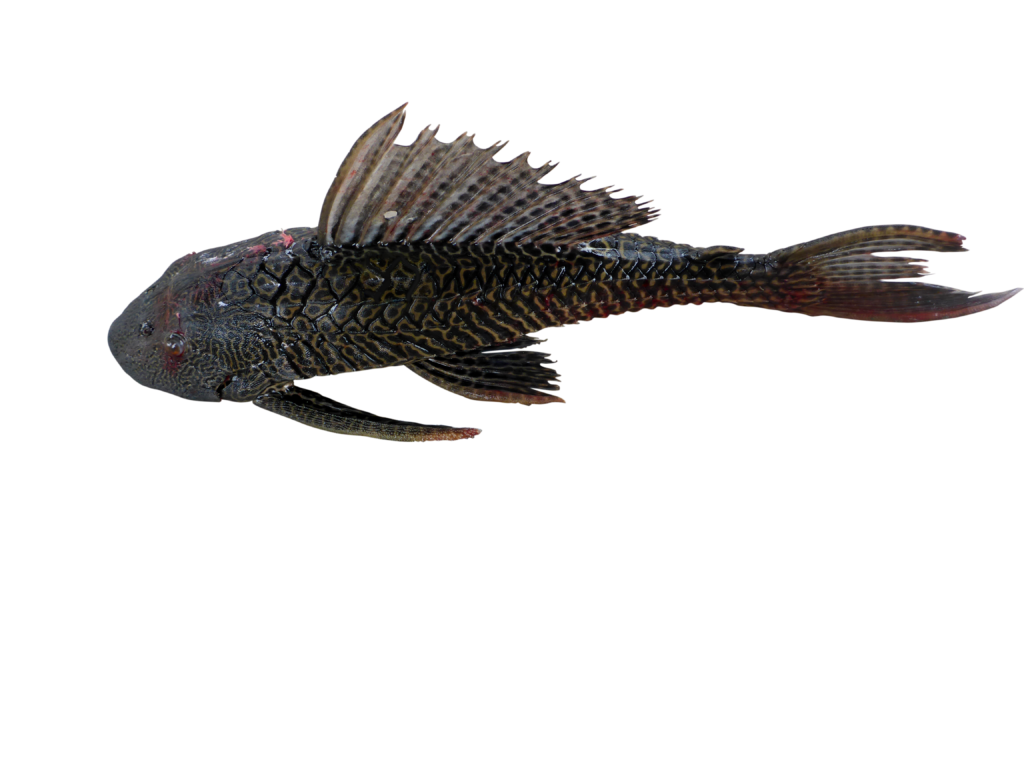Acari fish | AMAZON WATERS