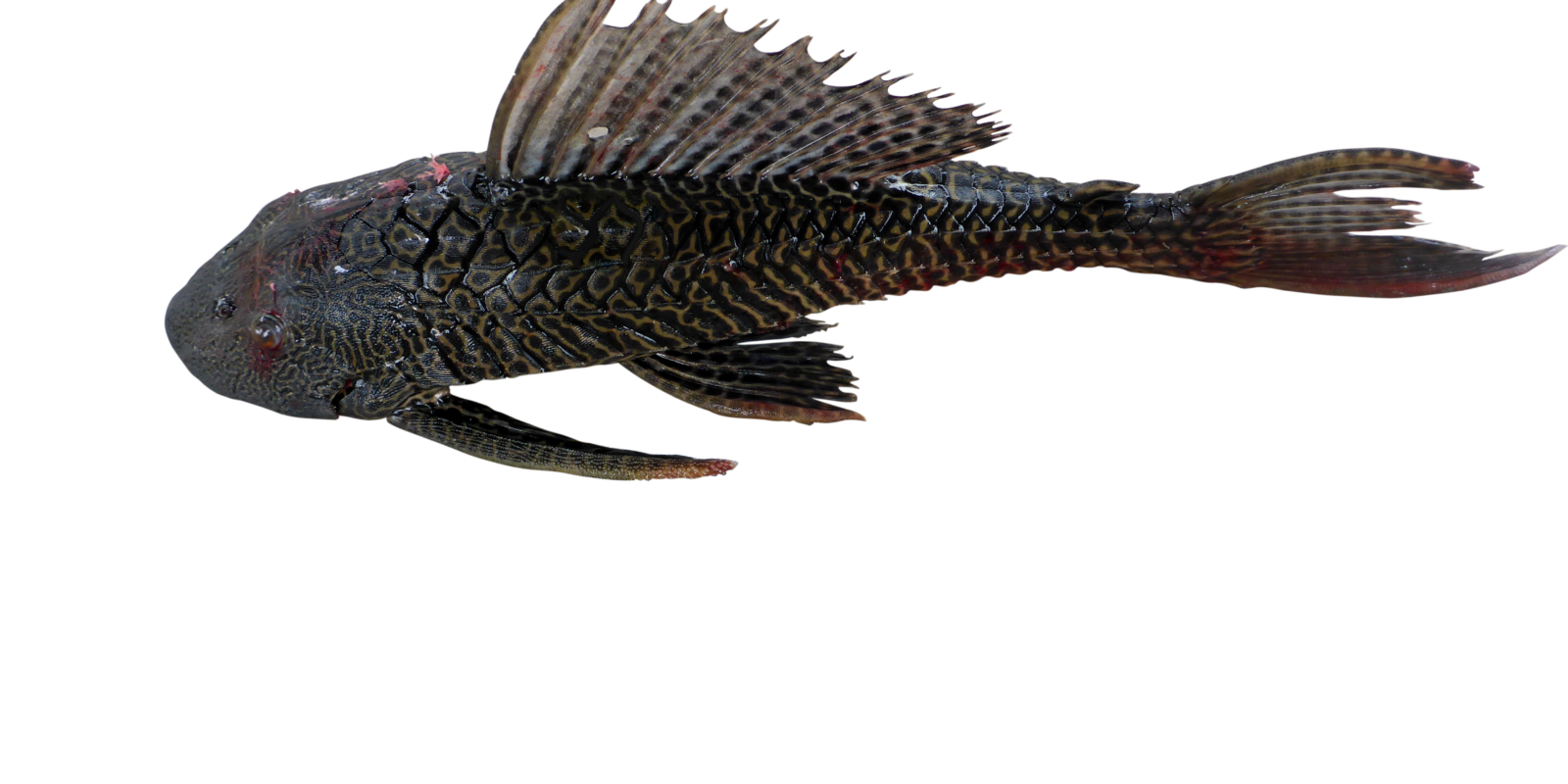 Acari | Águas Amazônicas