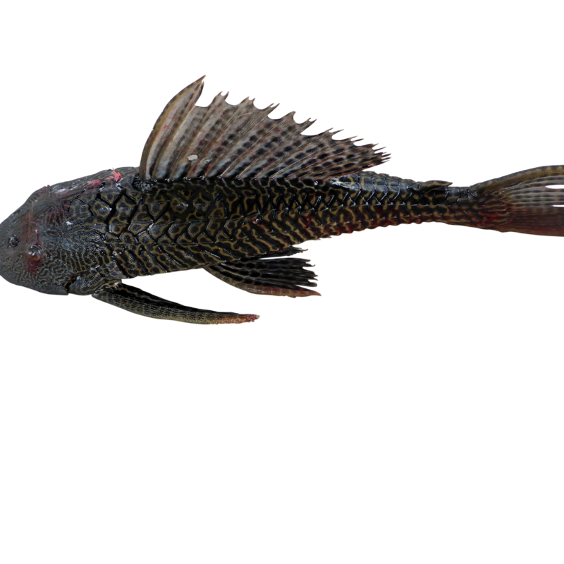 Acari | Amazon Waters