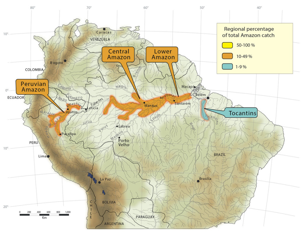 Acari | AGUAS AMAZÓNICAS