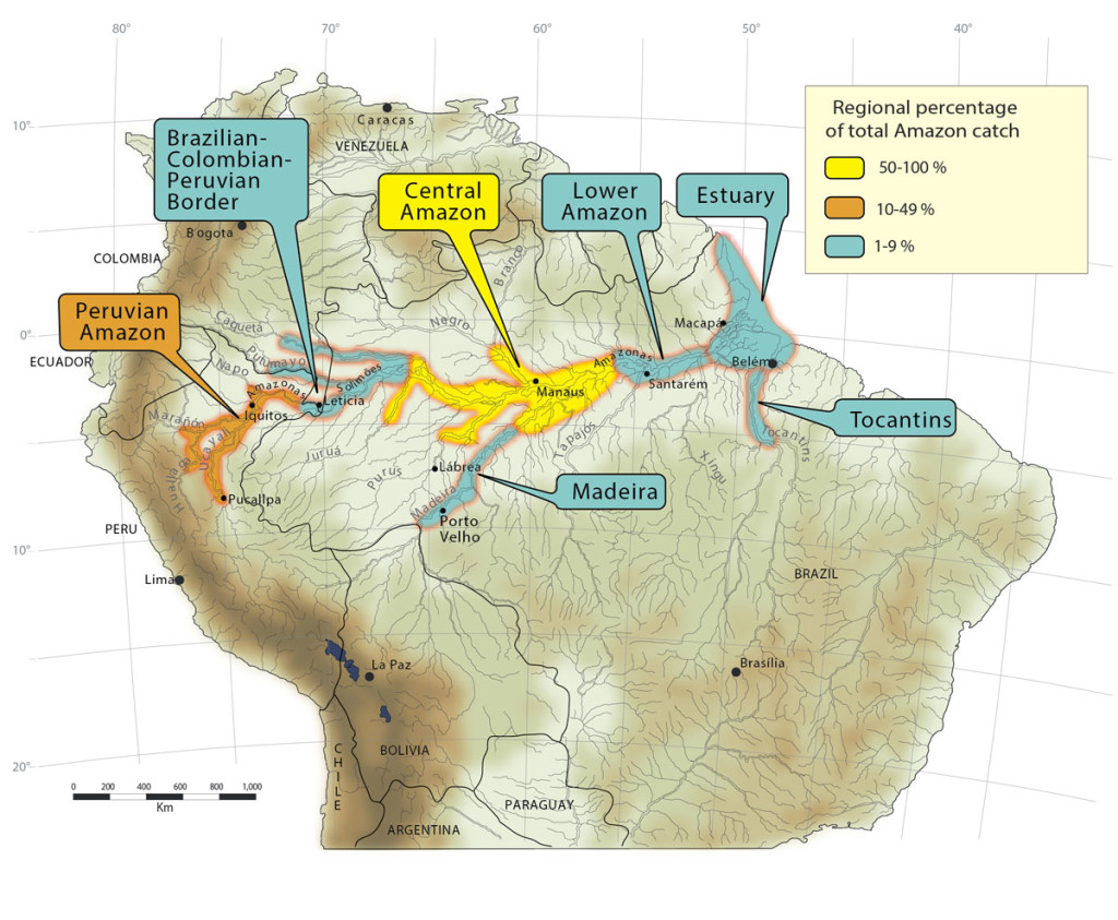 Pacu | AGUAS AMAZÓNICAS