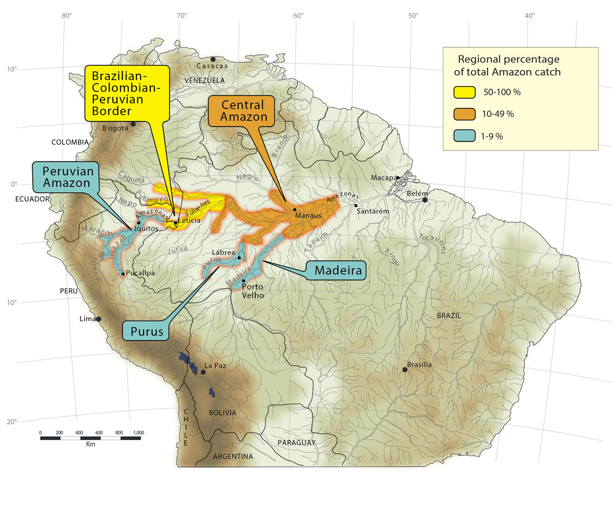 Piracatinga | AGUAS AMAZÓNICAS