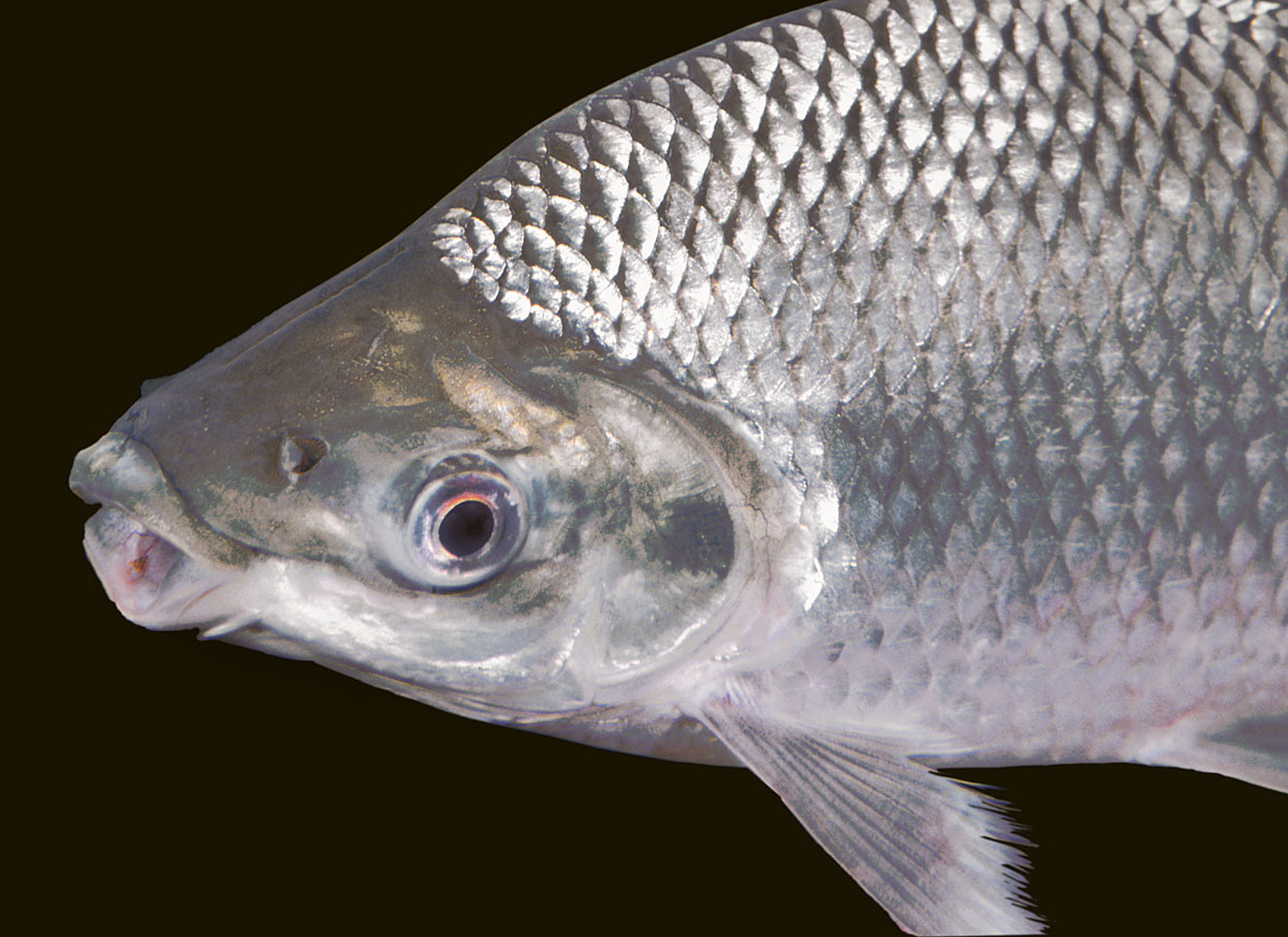 Curimatã | Águas Amazônicas