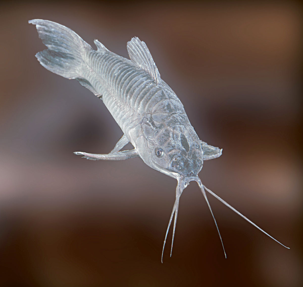 Tamoatá | Águas Amazônicas