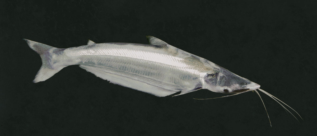 Maparás | Amazon Waters