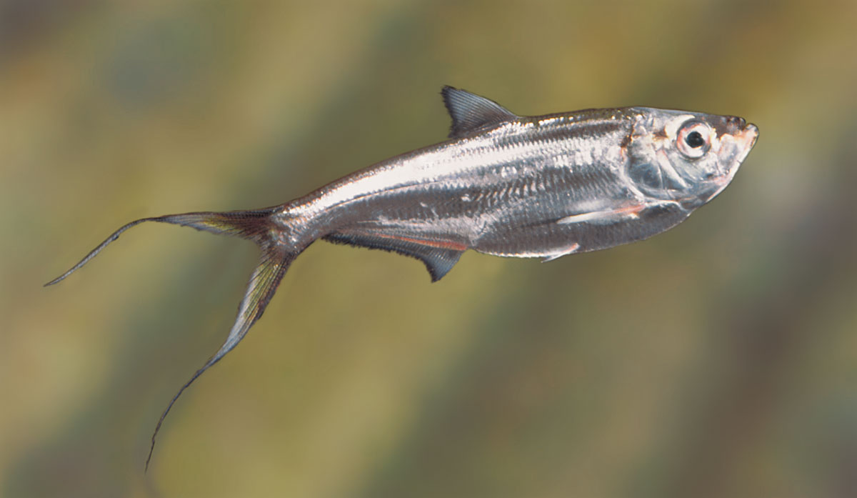 Apapás | Águas Amazônicas