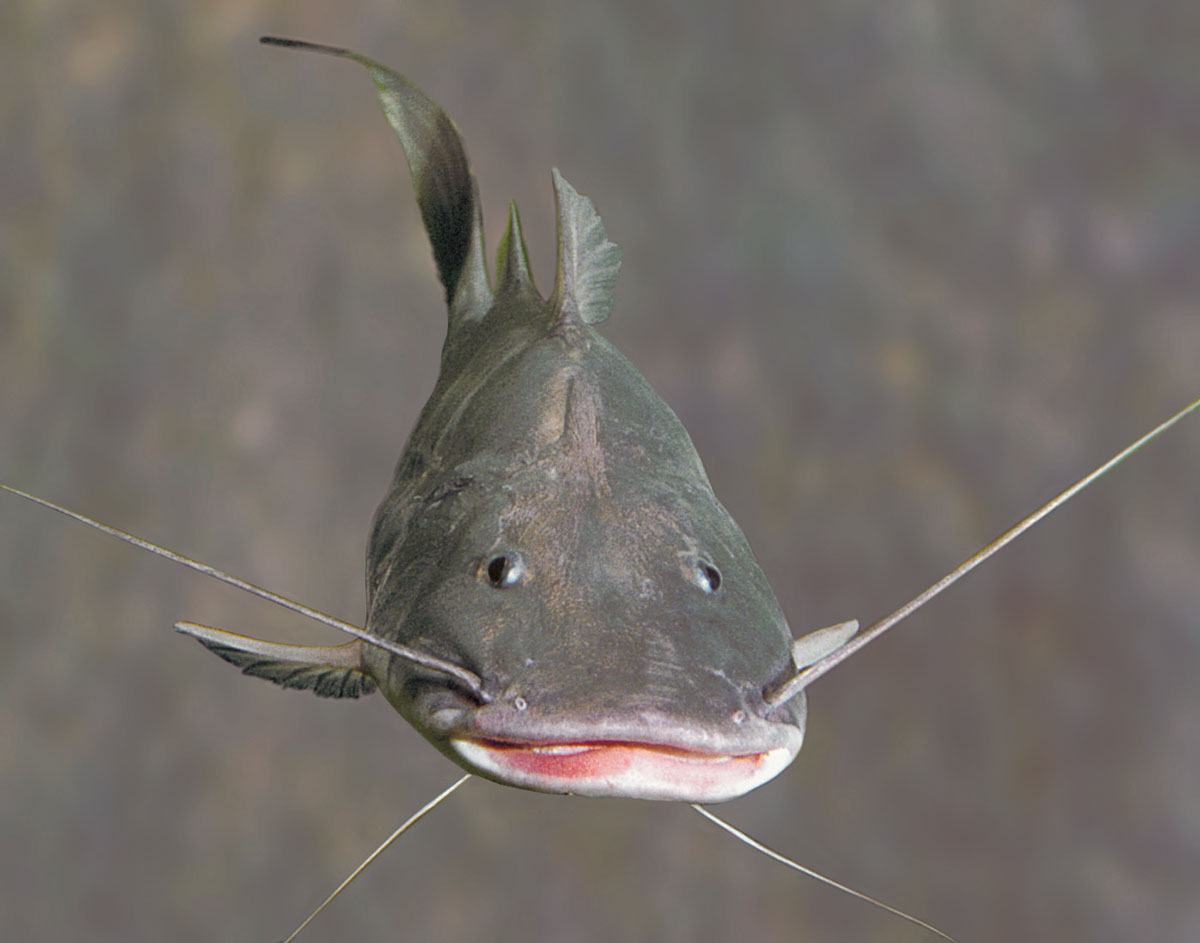 Piramutaba | Amazon Waters