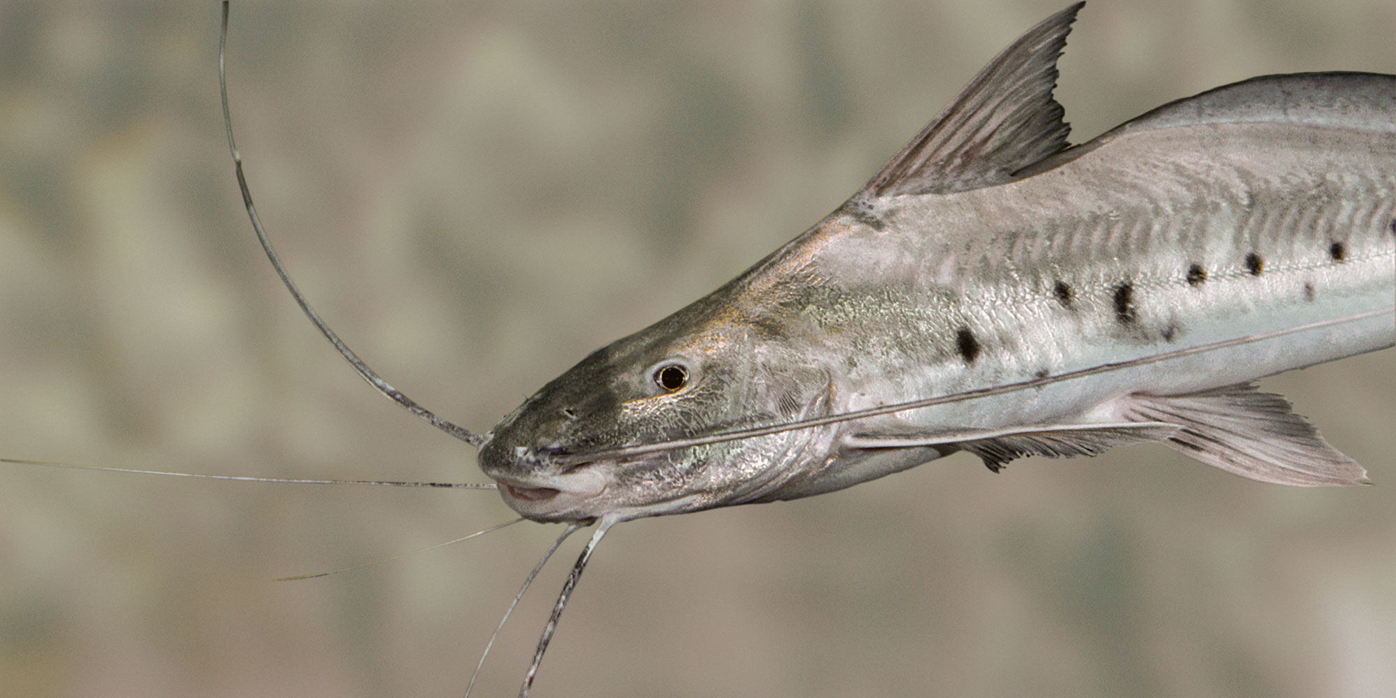 Piracatinga fish | AMAZON WATERS