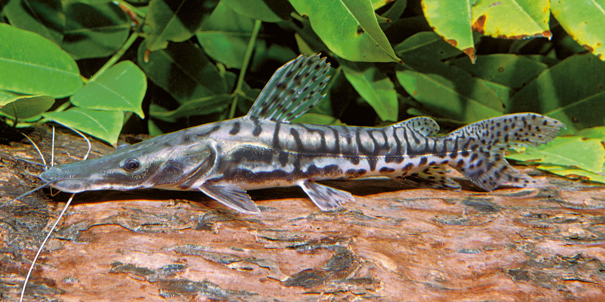 Surubims Peixes | ÁGUAS AMAZÔNICAS