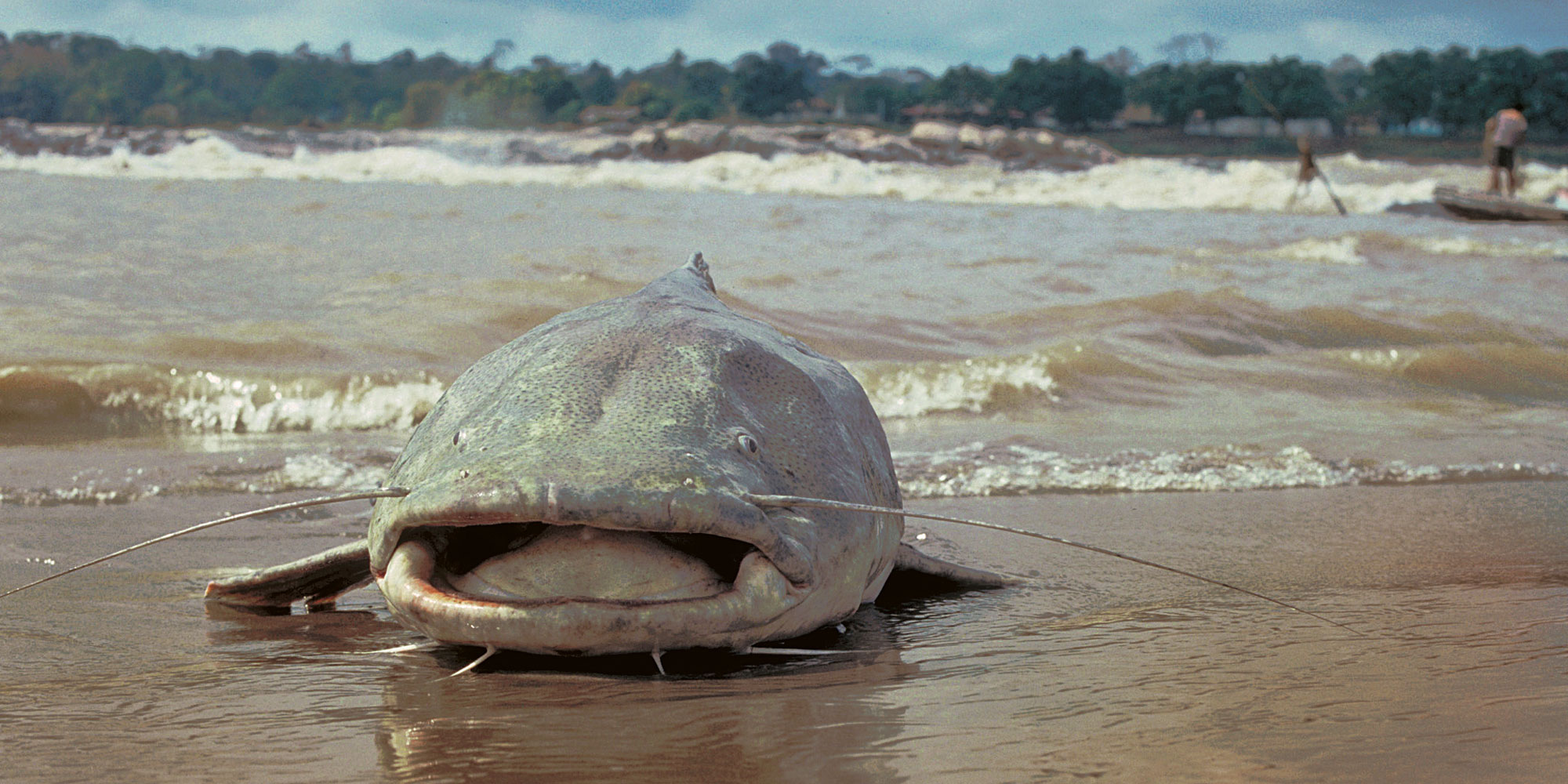 Jaú fish | AMAZON WATERS