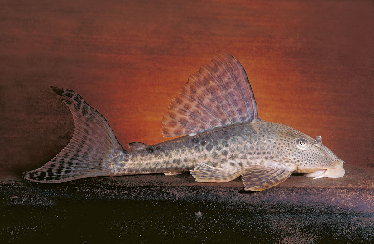 Acari | Amazon Waters