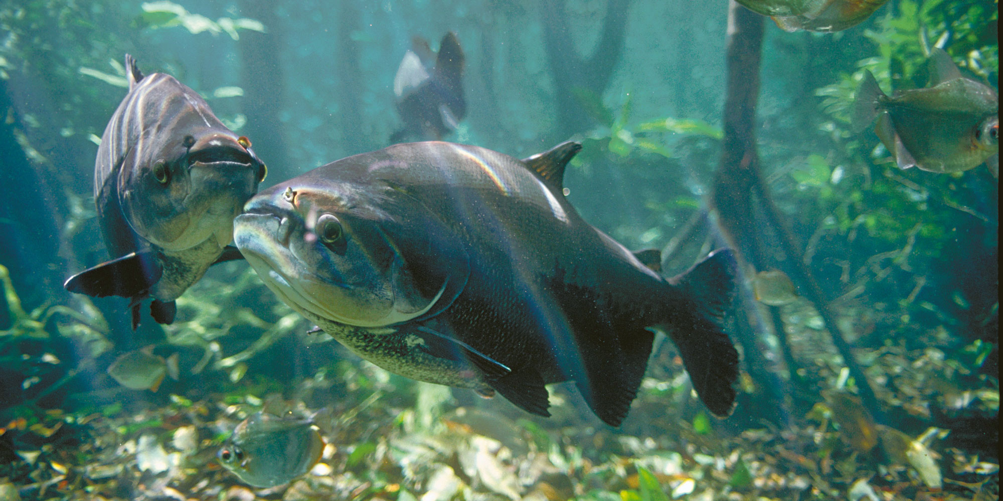 Tambaqui | ÁGUAS AMAZÔNICAS