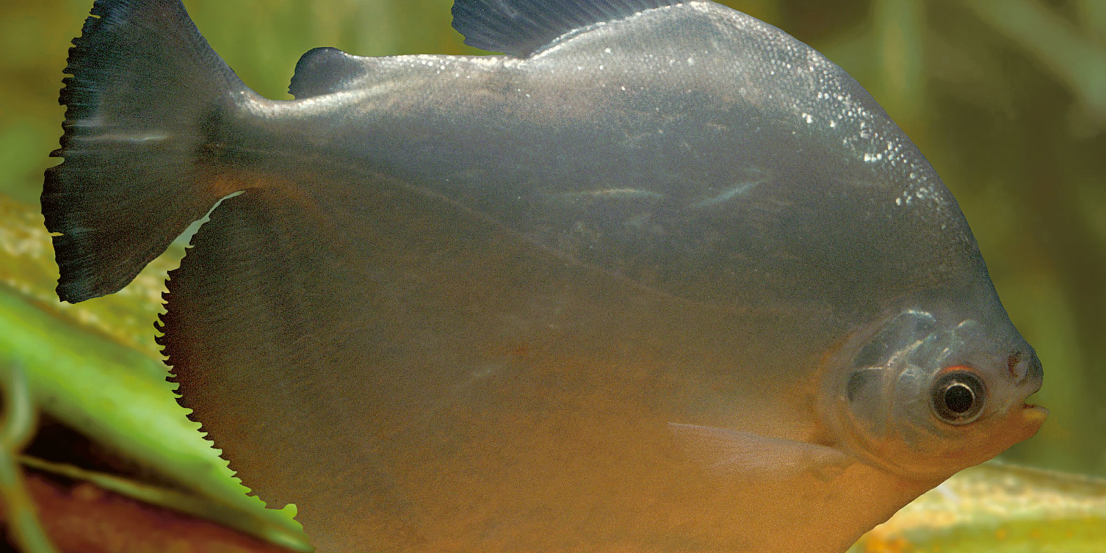 Pacu | Águas Amazônicas