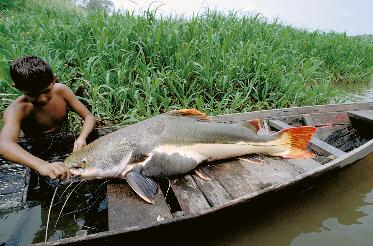 Pirarara | Amazon Waters