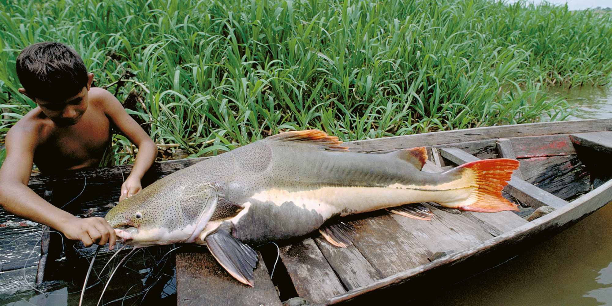 Pirarara | AMAZON WATERS