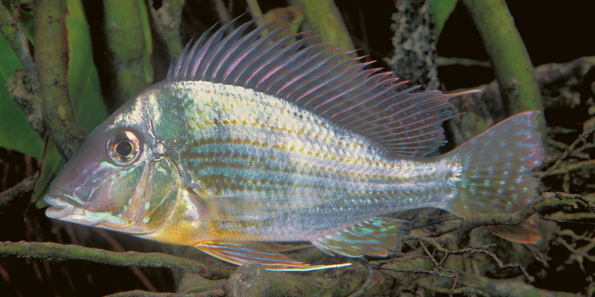 Acarás Fish | AMAZON WATERS