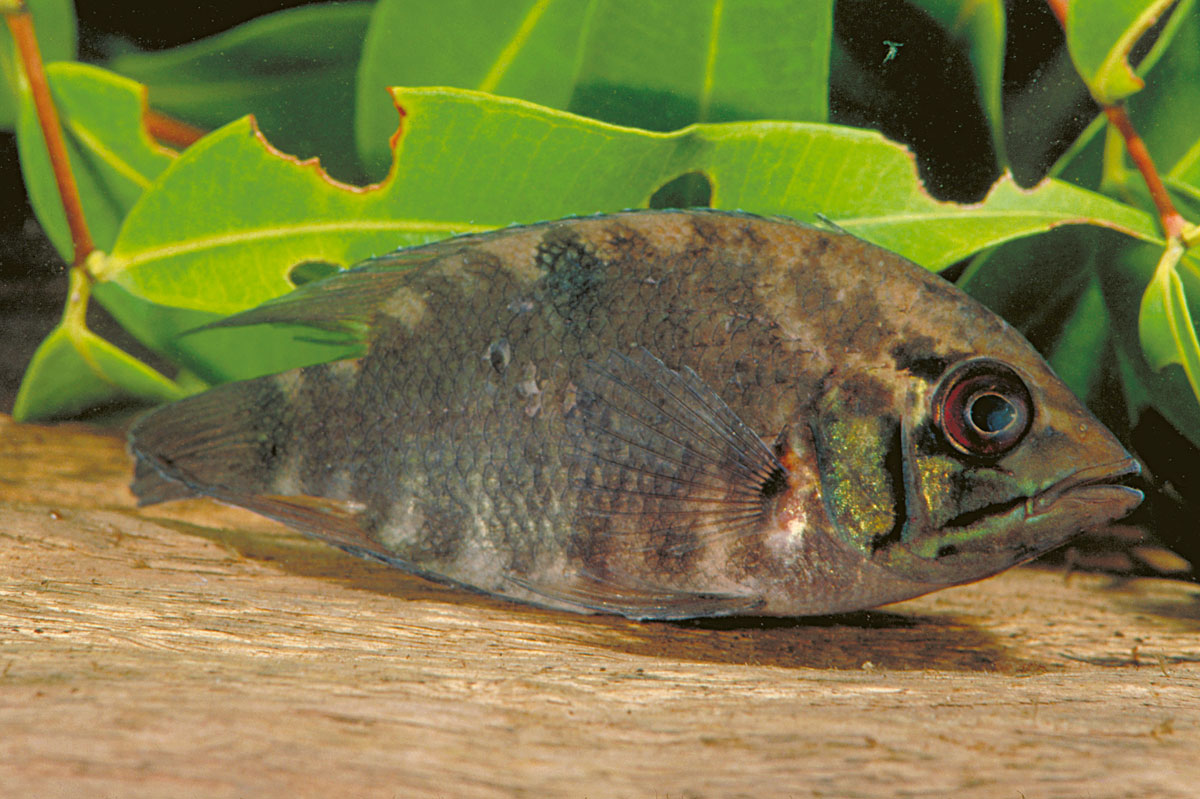 Acarás | Águas Amazônicas