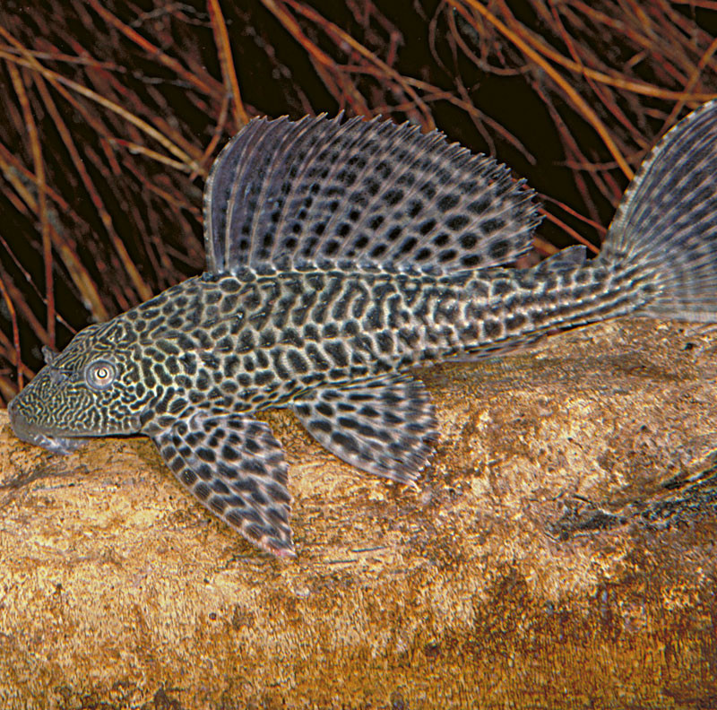 Acari | Amazon Waters