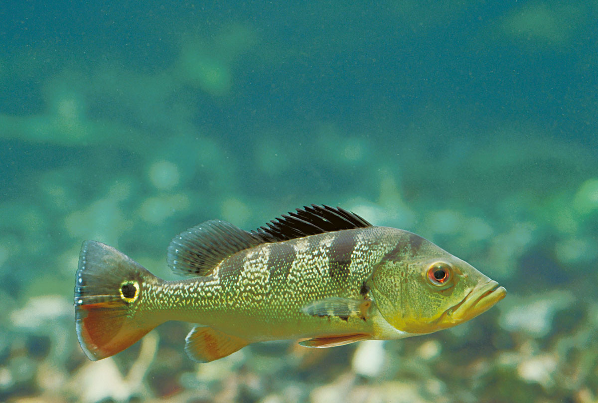 Tucunarés | Amazon Waters