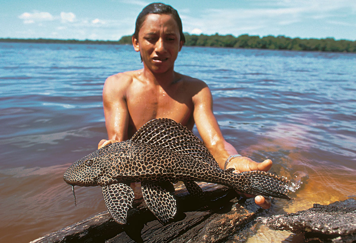 Acari | Amazon Waters