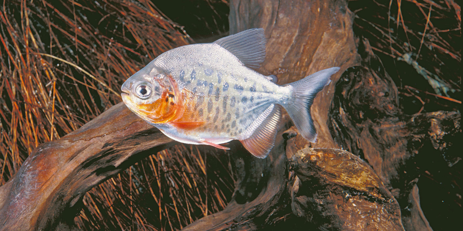 Pirapitinga | Amazon Waters