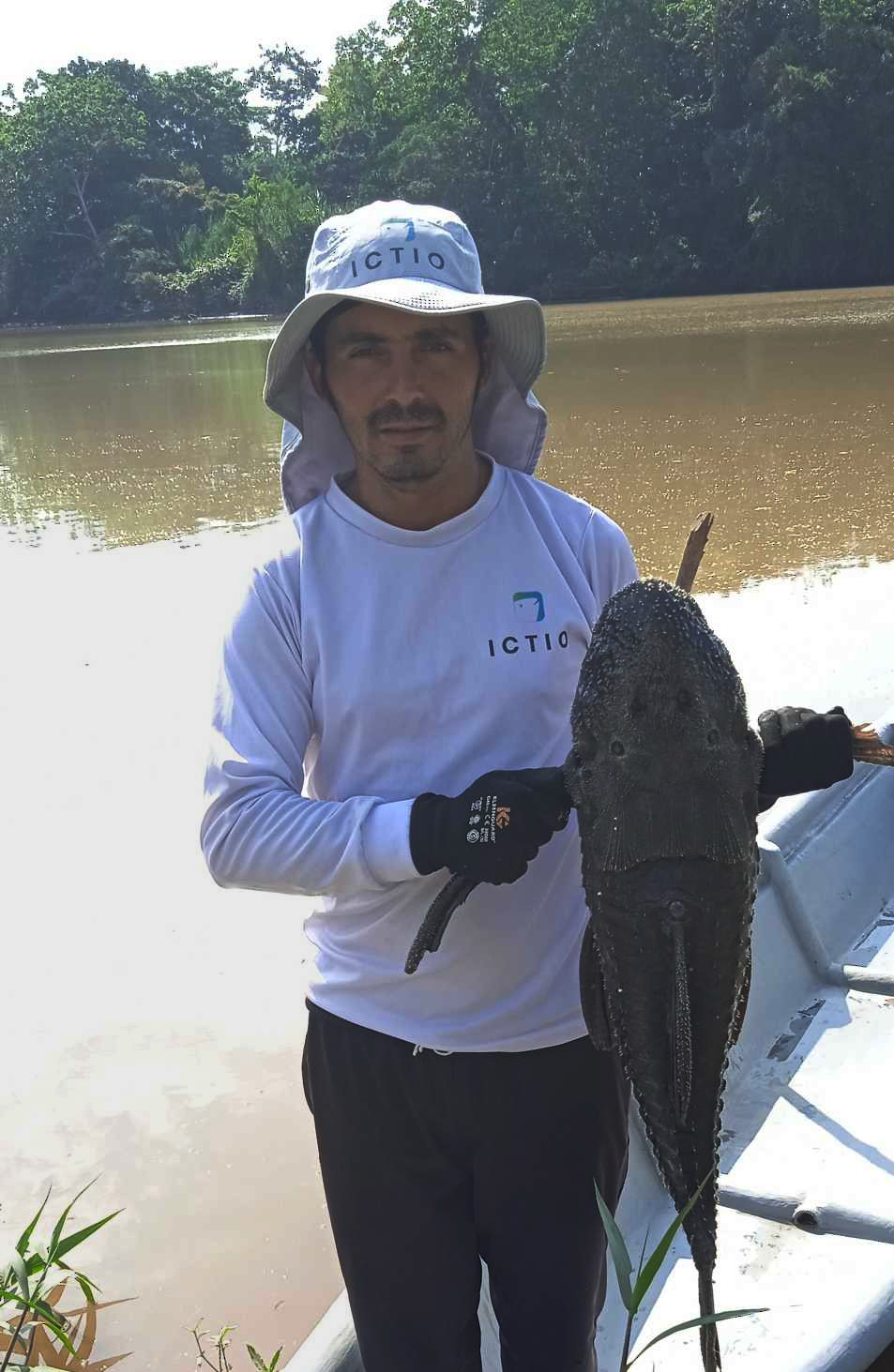 Uma nova espécie do bodó, foi registrada no rio Napo no Equador ...